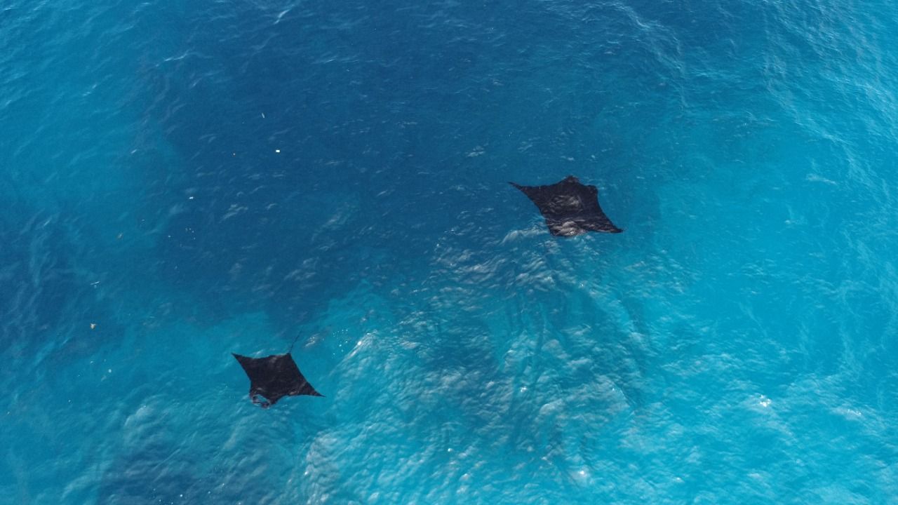 Konservasi Ikan Pari Manta jadi Tujuan Utama Wisman Saat ke Raja Ampat ...