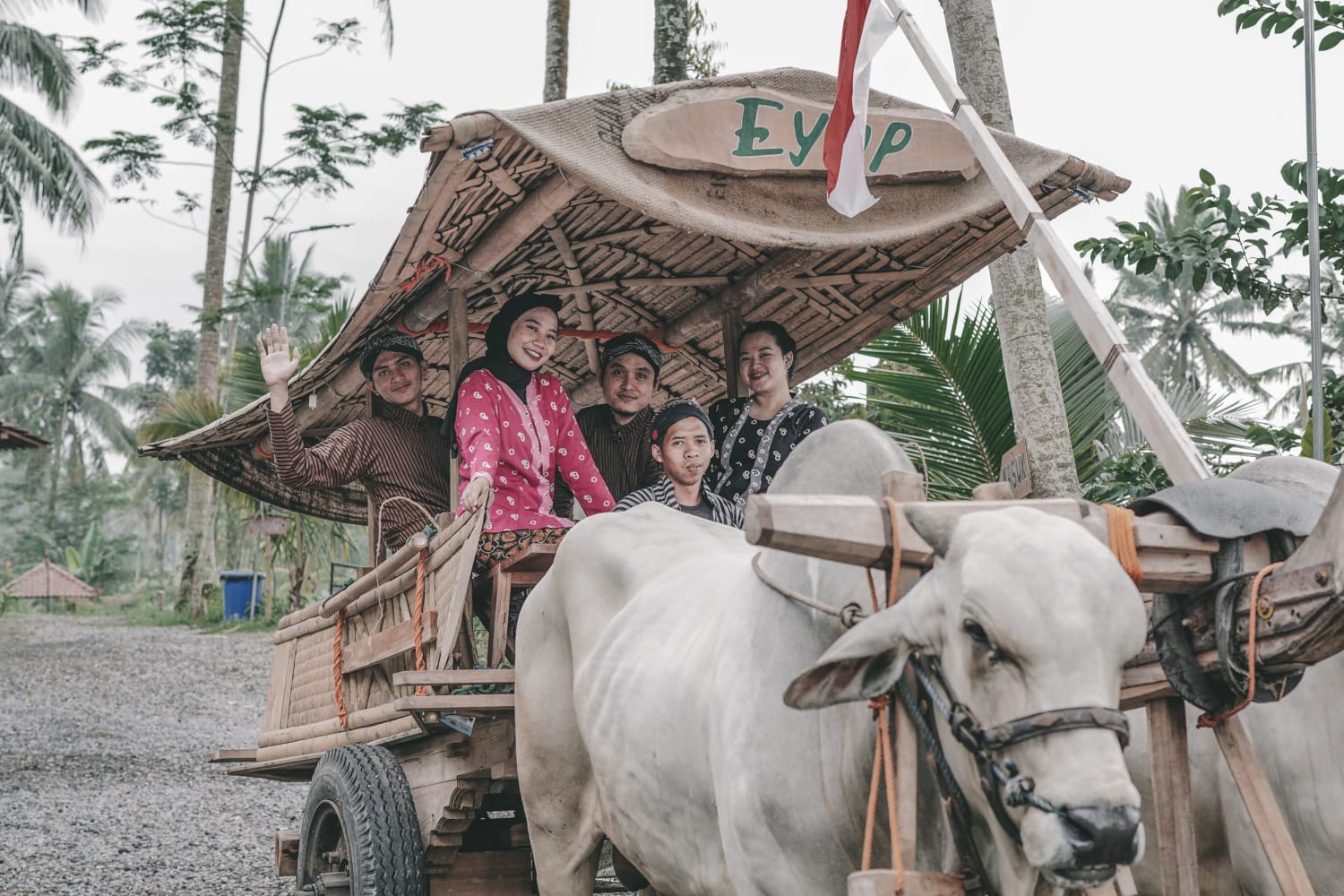 Unik, Ada Wisata Menyusuri Lereng Merapi dengan Gerobak Sapi di ...