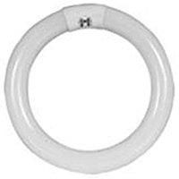 Circline & U Shape Bulbs | Light Bulbs