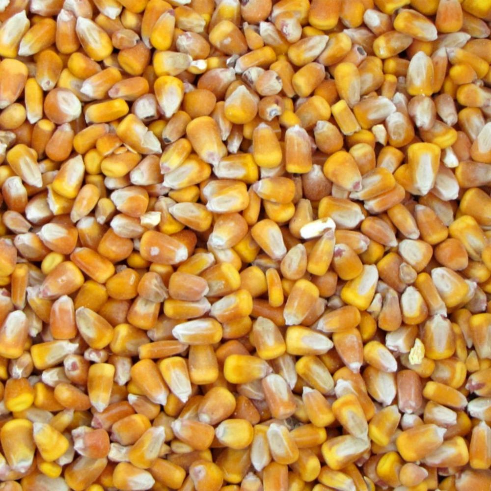 Deer Corn 50Lb at Dufrene Building Materials | Deer Feed
