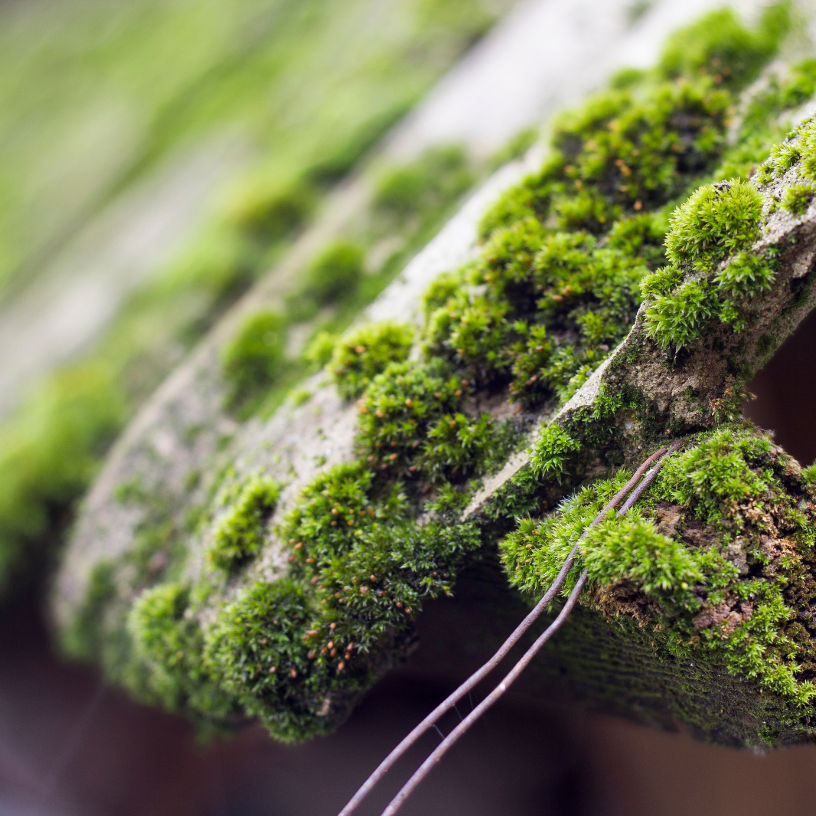 Moss Removal | Lawn & Garden