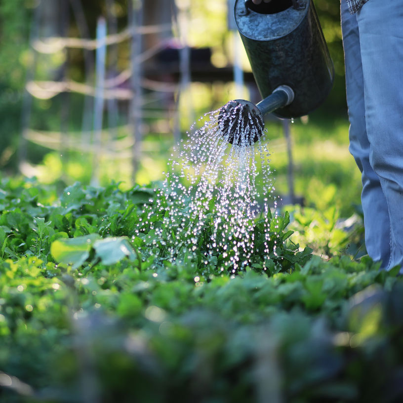 Watering Cans | Watering & Irrigation