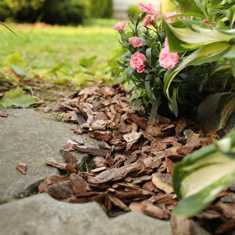 Mulch & Bark | Plant Care