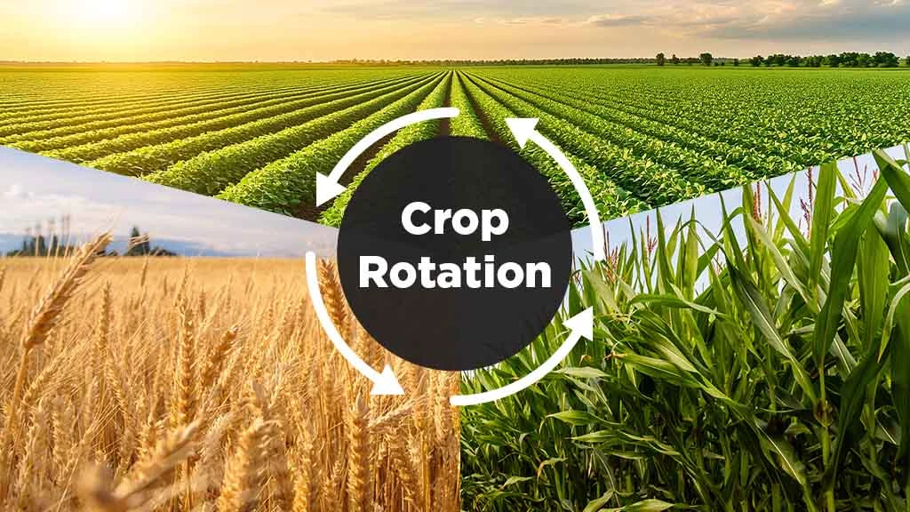 What is Crop Rotation, Benefits, and Crops Used
