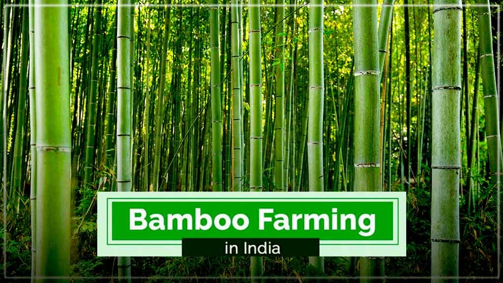 Bamboo Farming In India - Varieties and Plantation Process