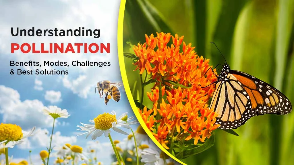 What is Pollination- Benefits in Farming