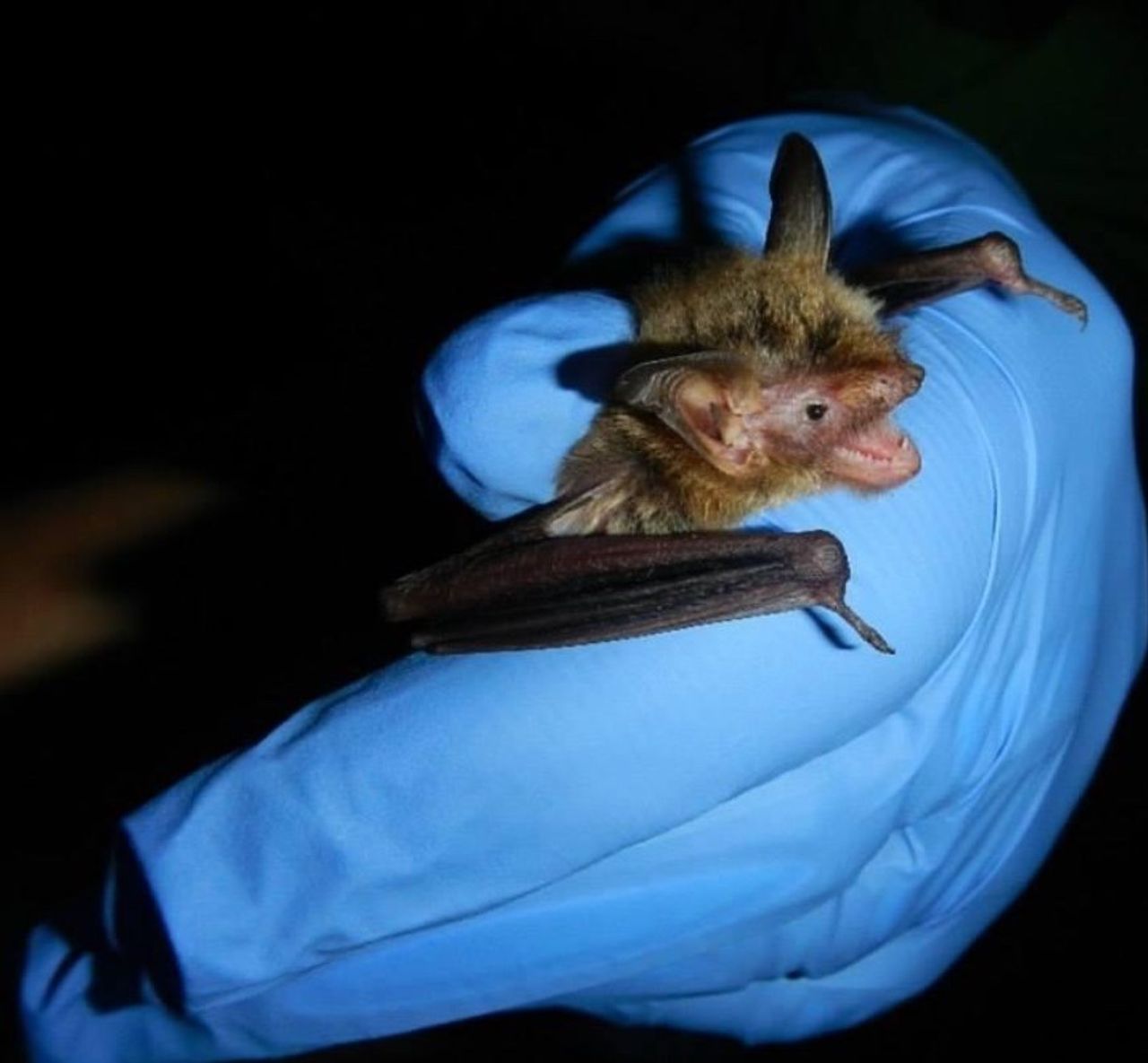 Northern Long-Eared Bat: Listing Changed from Threatened to Endangered ...
