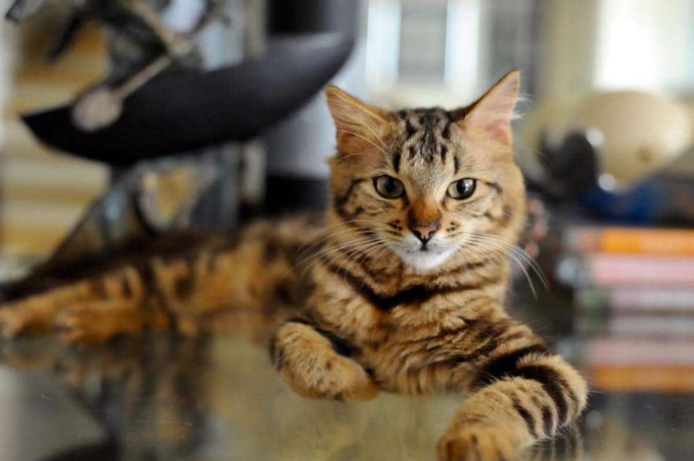 Traveloka Received Top Brand Award 2015 in Two Categories