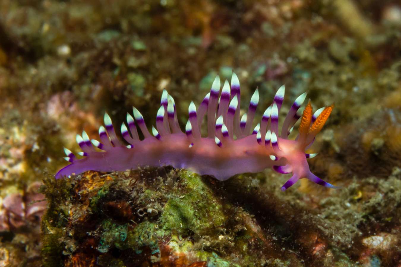 Be One With The Fishes: A Guide to Diving and Snorkeling at Perhentian ...