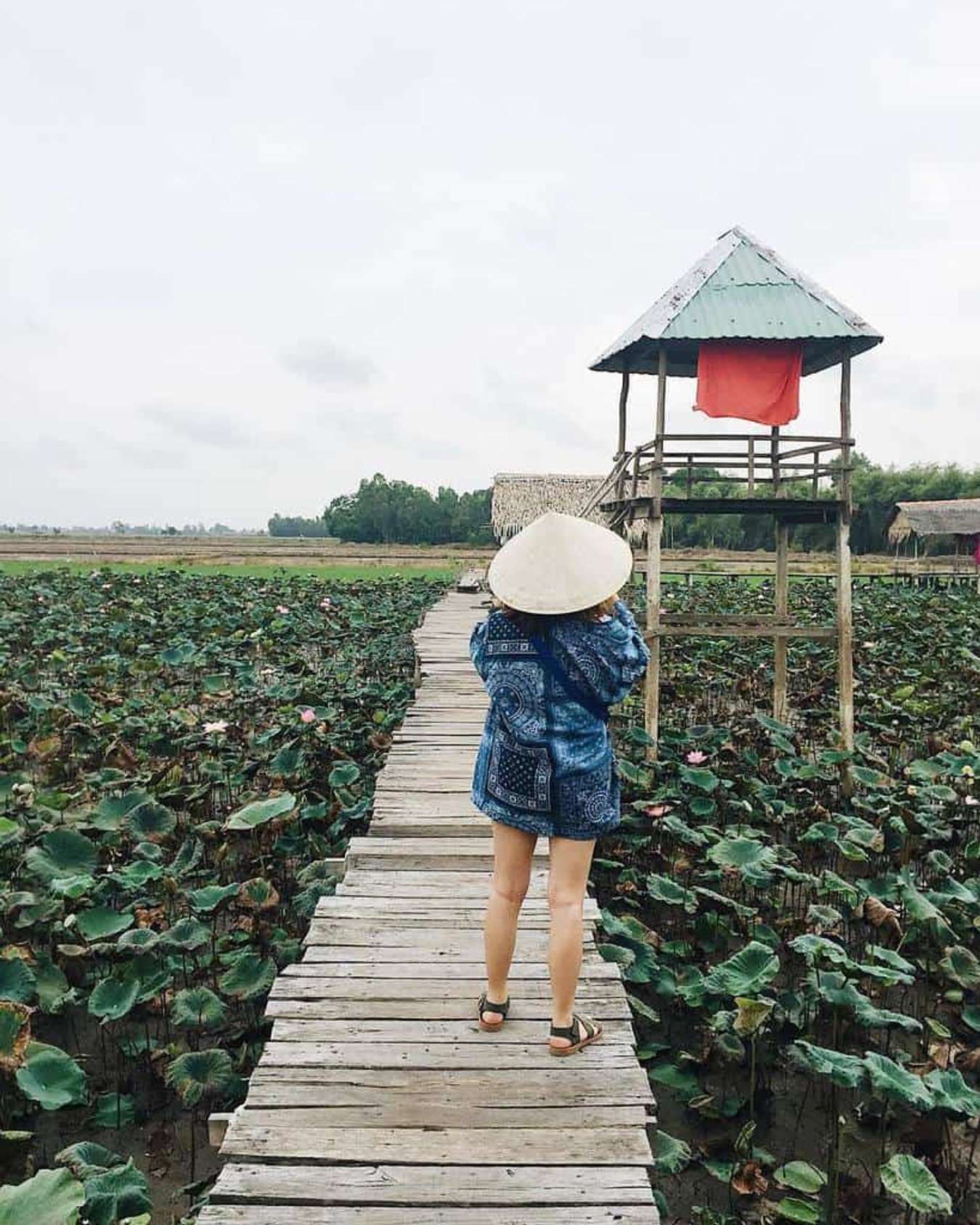 Những cánh đồng sen bạt ngàn, đẹp hút hồn của Việt Nam