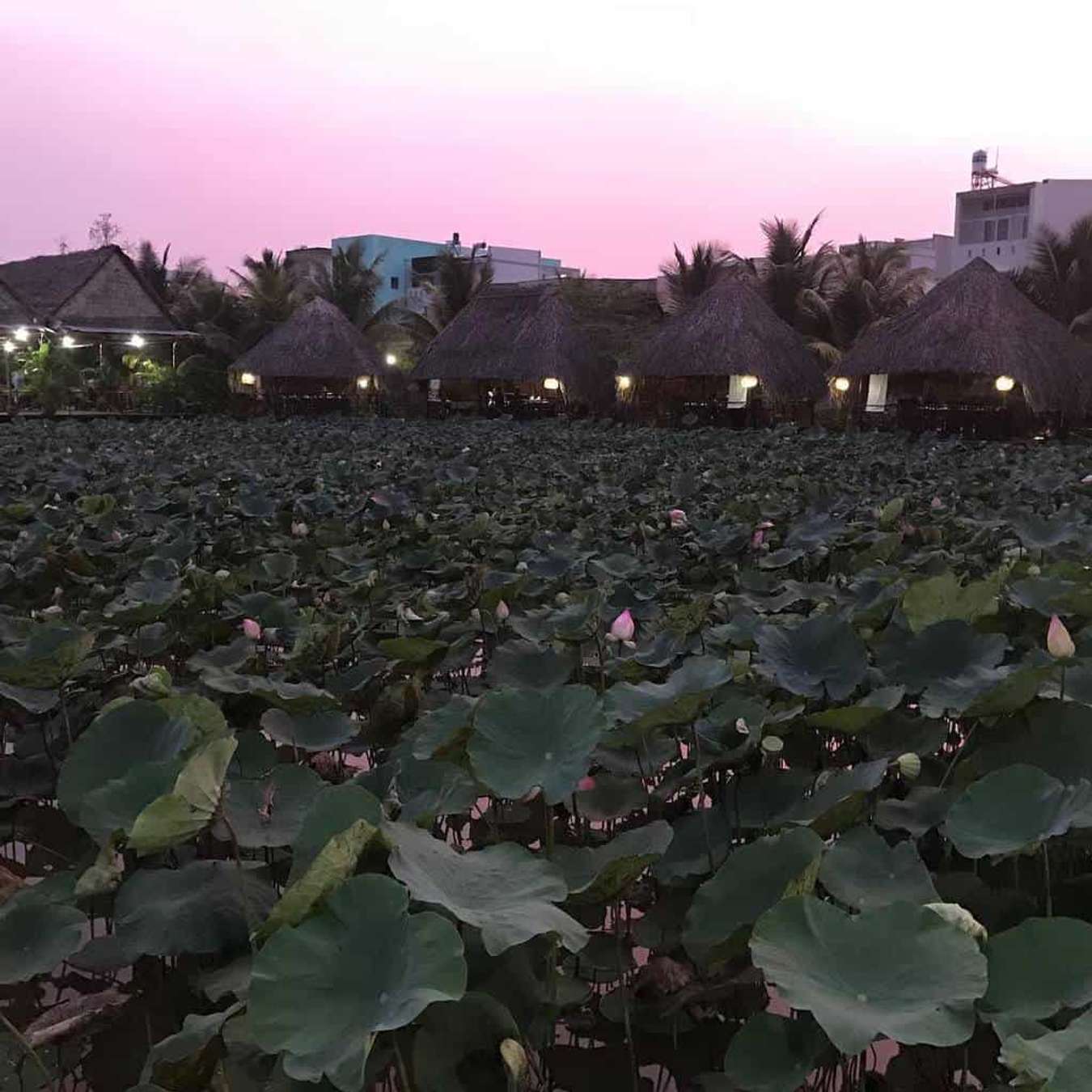 Những cánh đồng sen bạt ngàn, đẹp hút hồn của Việt Nam
