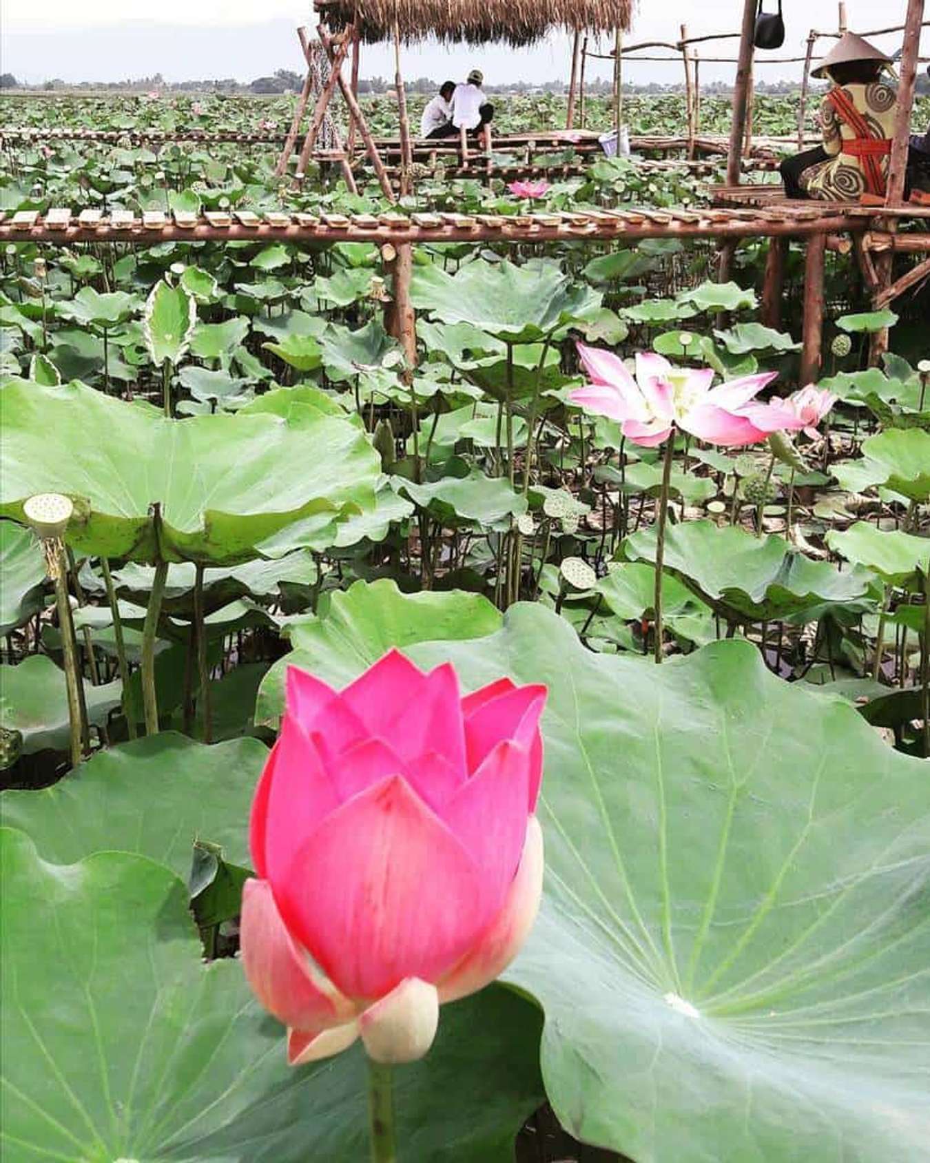 Những cánh đồng sen bạt ngàn, đẹp hút hồn của Việt Nam