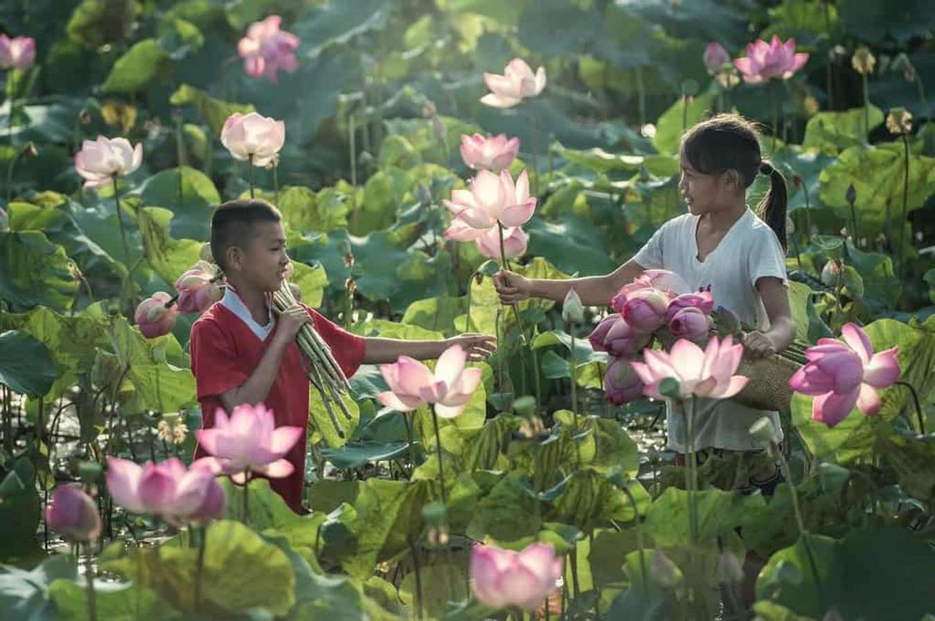 Những cánh đồng sen bạt ngàn, đẹp hút hồn của Việt Nam