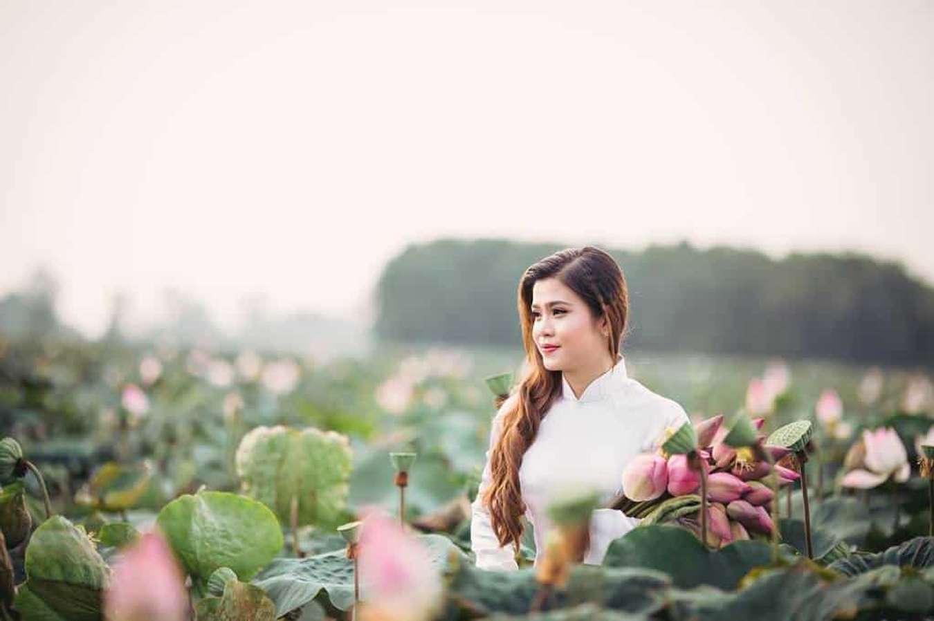 Những cánh đồng sen bạt ngàn, đẹp hút hồn của Việt Nam