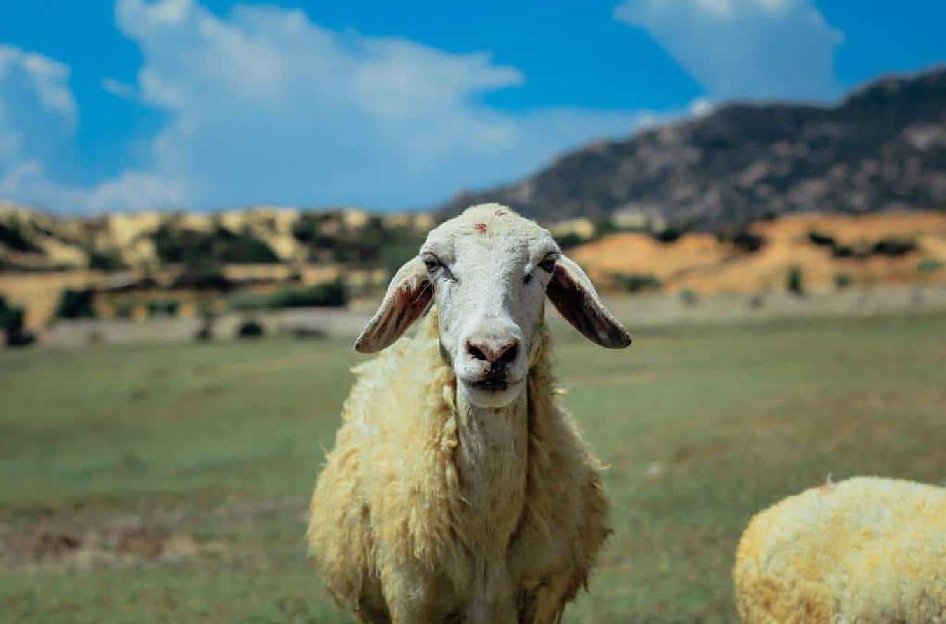 Lang thang Phan Rang