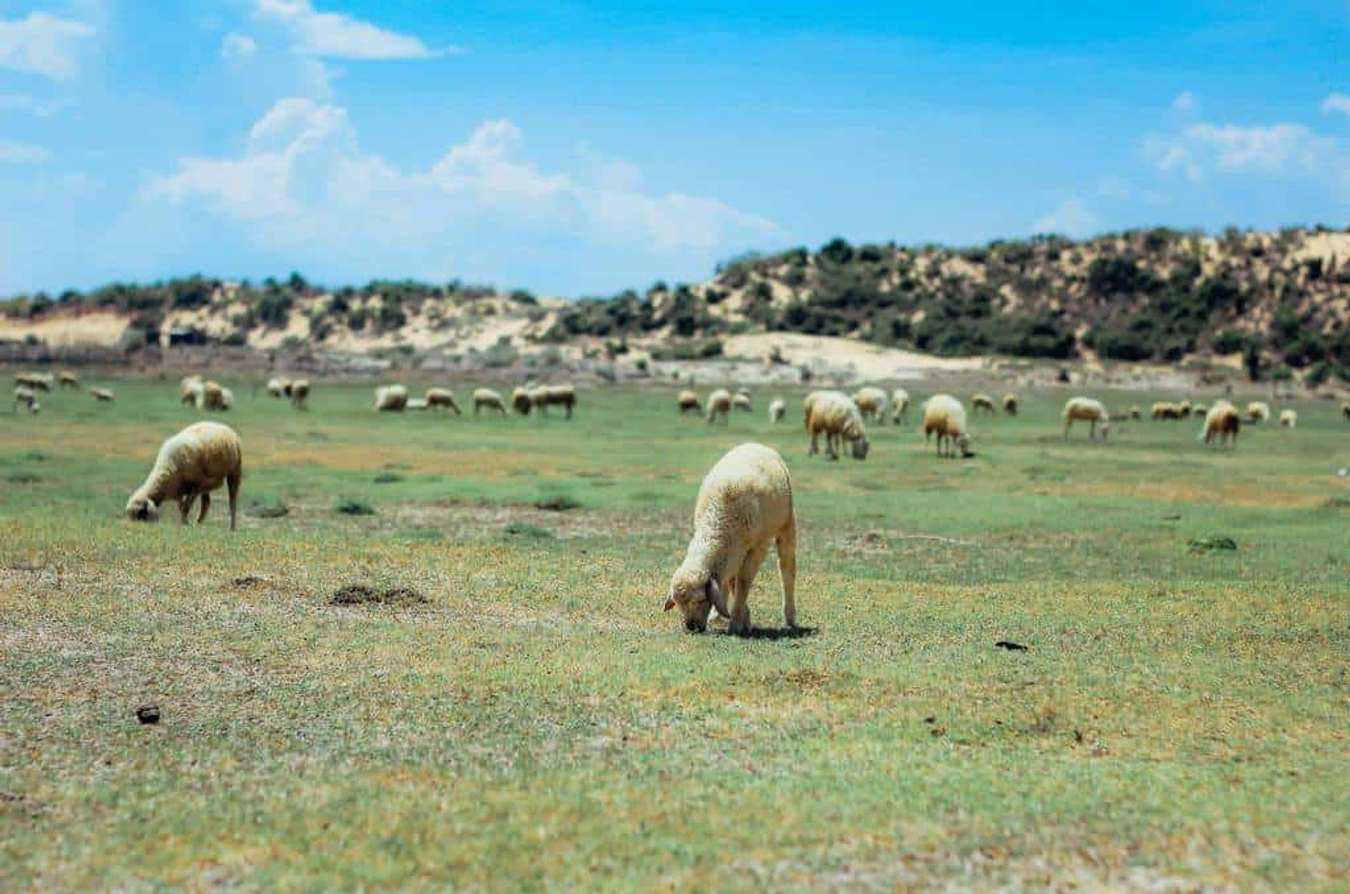 Lang thang Phan Rang