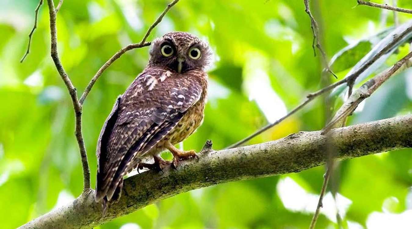 10 Environmental Organizations in the Philippines You Can Join