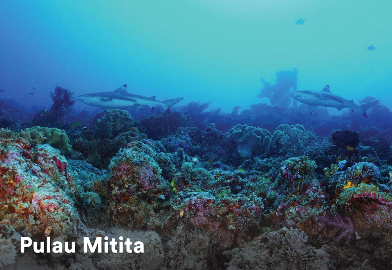 Menjajaki Kekayaan Pulau Morotai