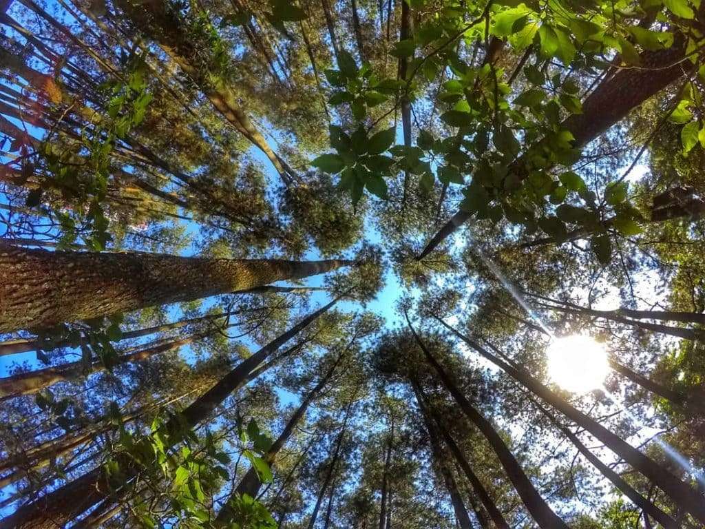 9 Destinasi Hutan Wisata di Indonesia