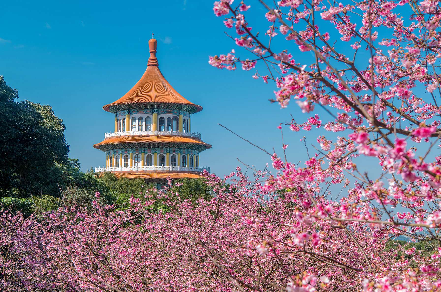 Jadwal Mekar Bunga Sakura di Taiwan tahun 2024