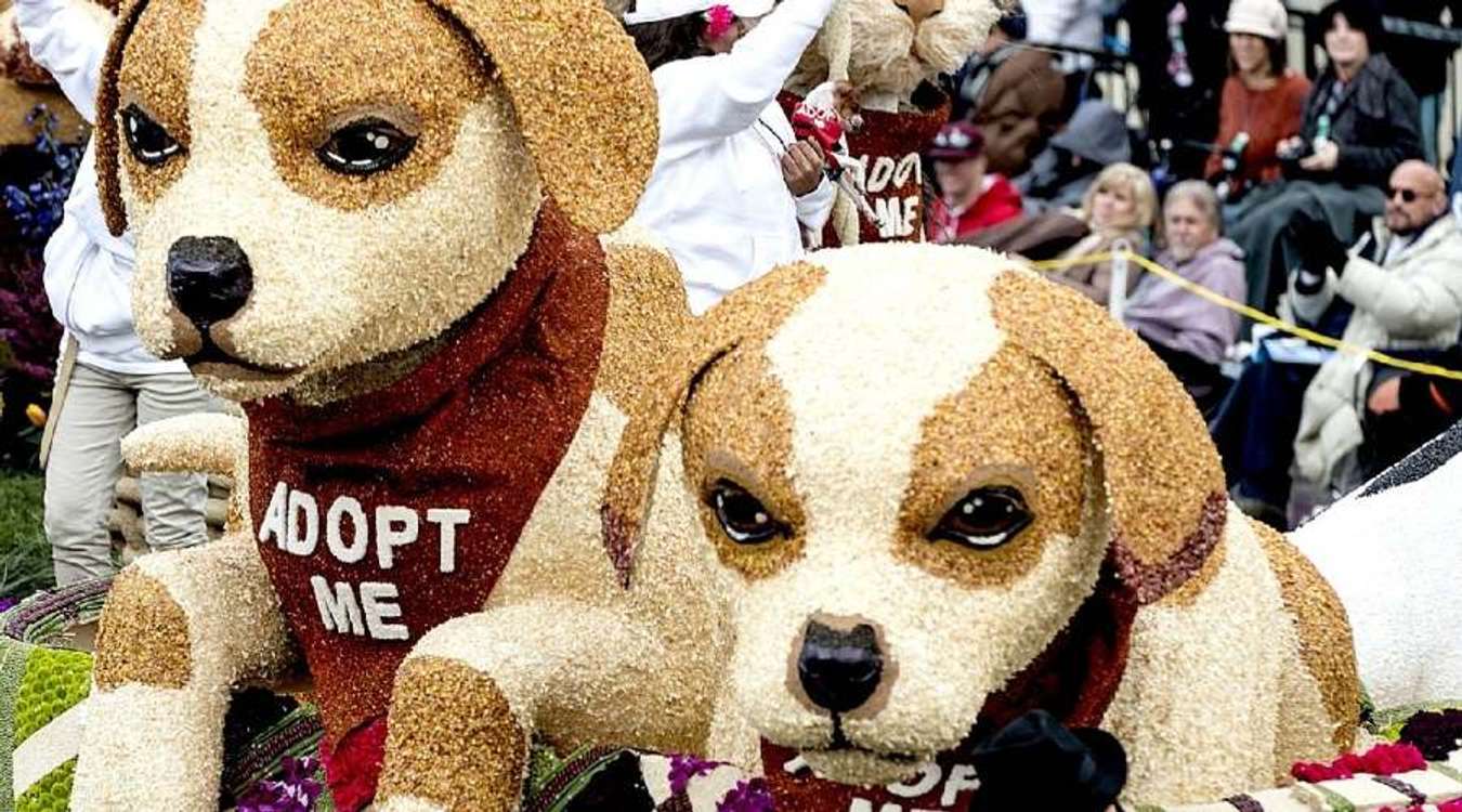 8 Spectacular Flower Festivals Around the World