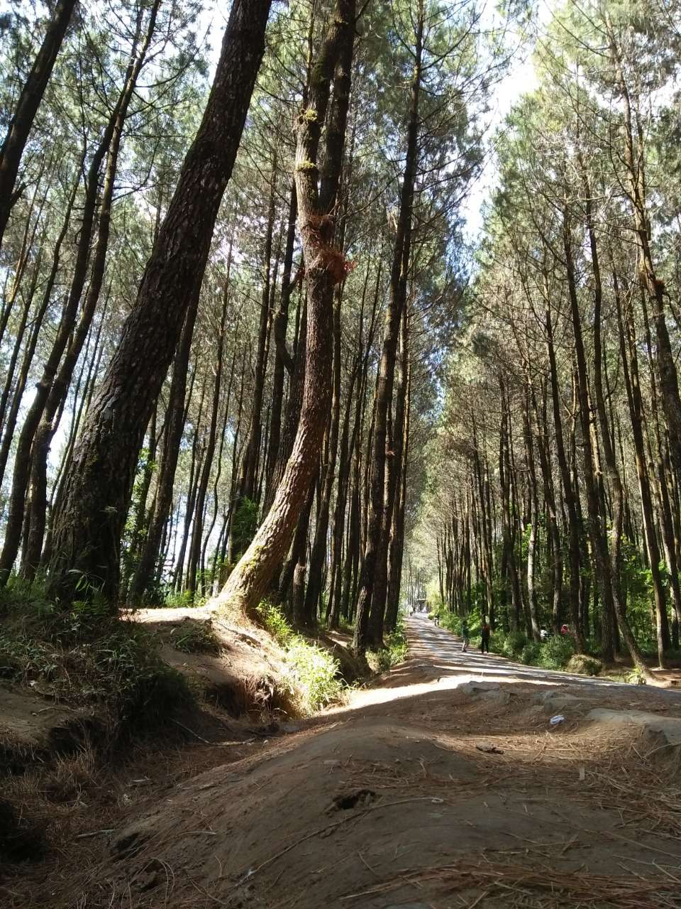 9 Destinasi Wisata Hutan Pinus di Indonesia untuk Refreshing