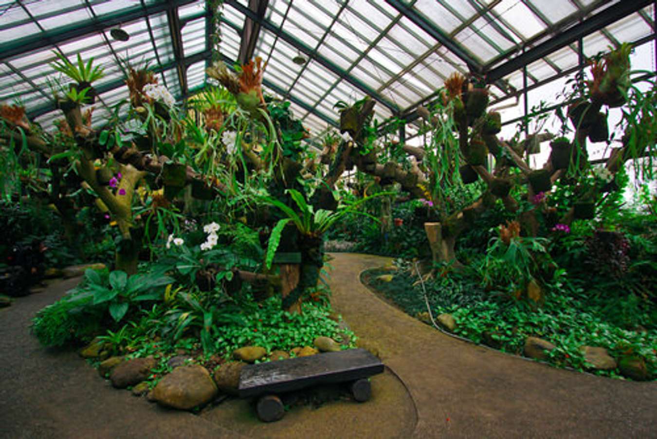 Jelajah Hidden Gem di Kebun Raya Bogor