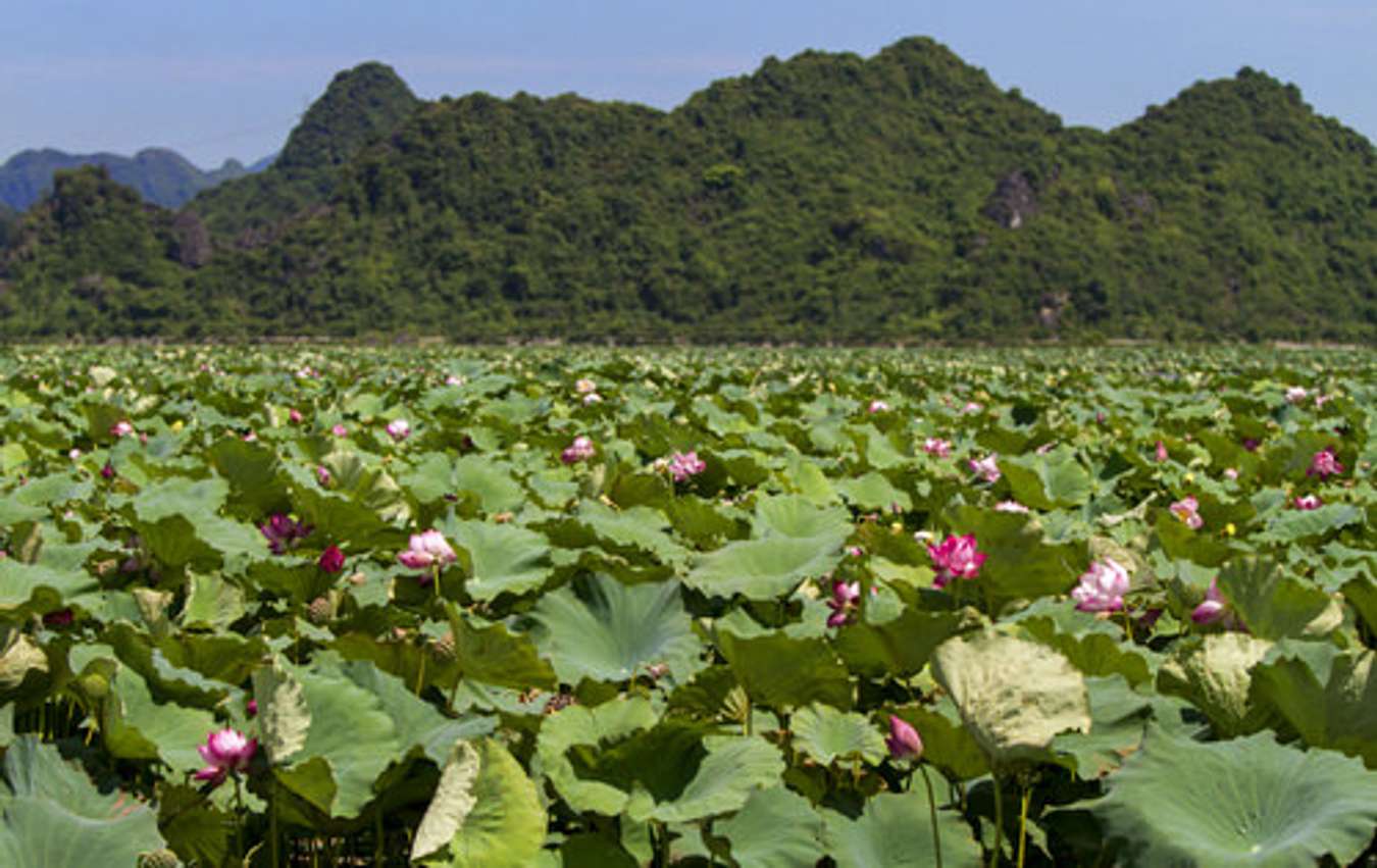 Flora Timur Indonesia di Kebun Raya Bali
