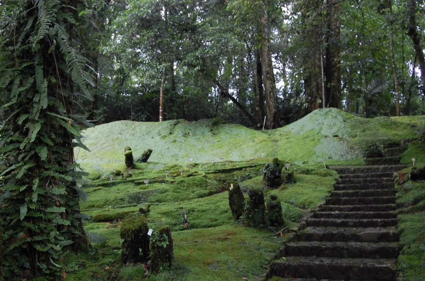 Pesona Sakura di Kebun Raya Cibodas