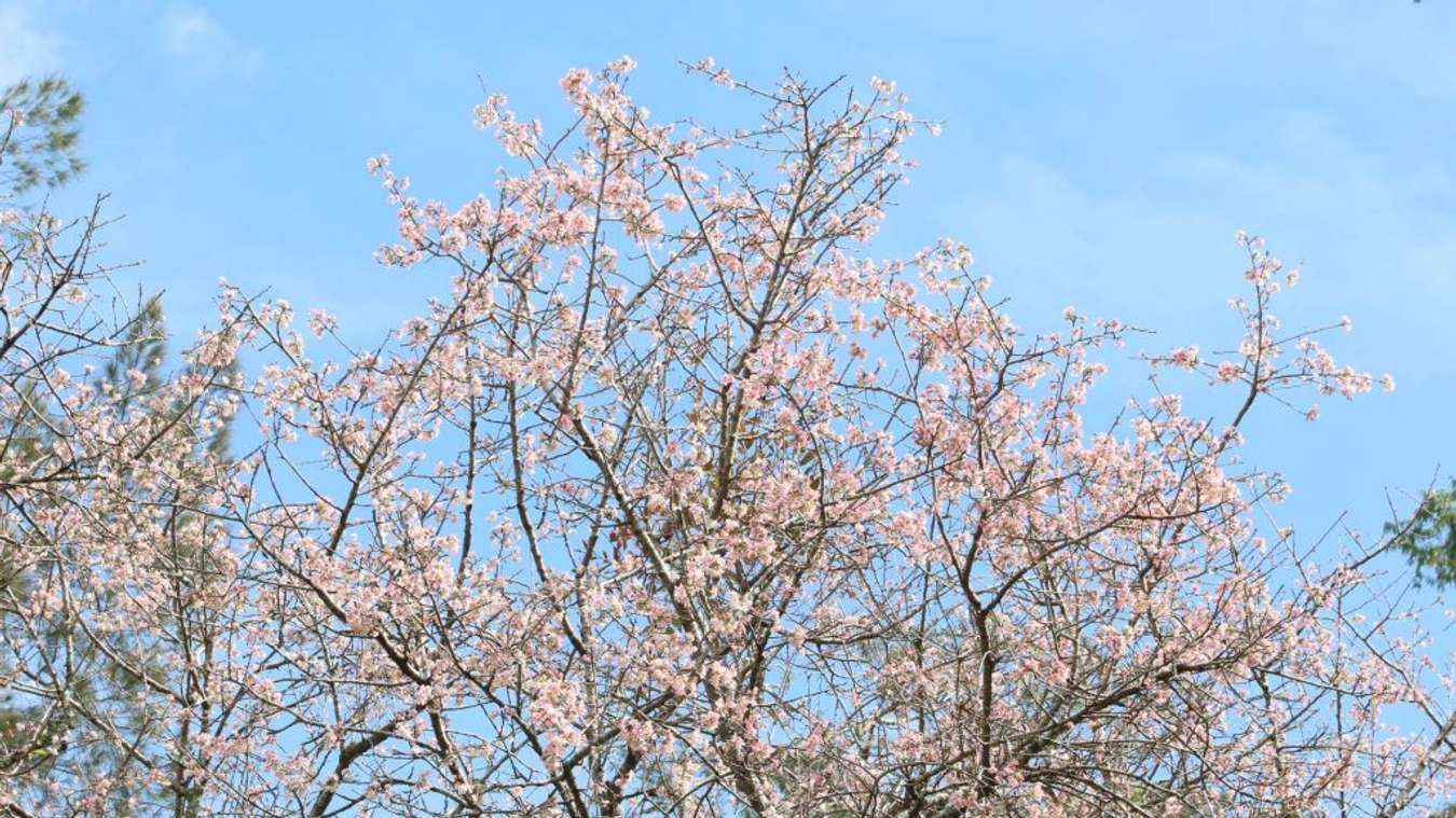 Pesona Sakura di Kebun Raya Cibodas