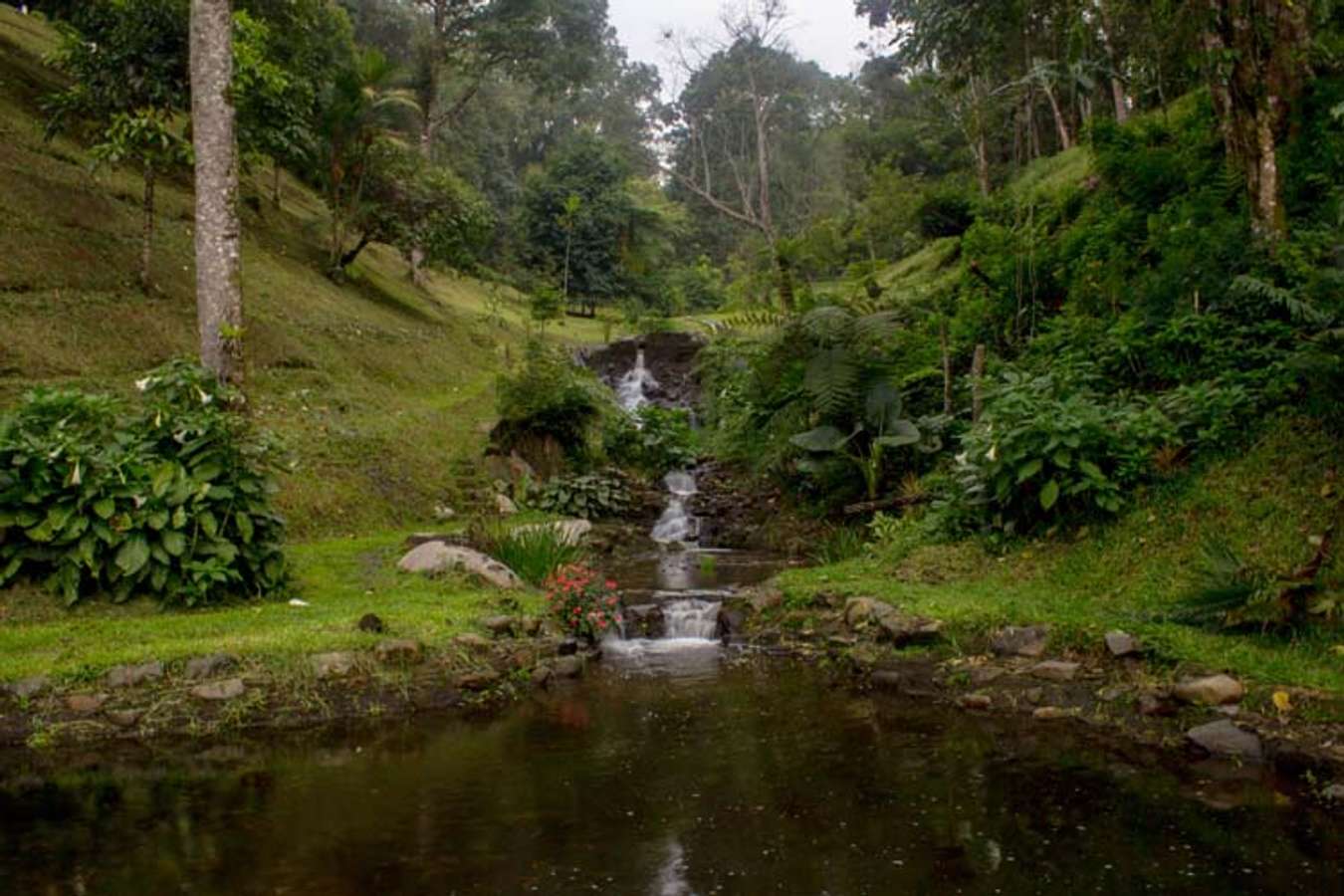 Pesona Sakura di Kebun Raya Cibodas