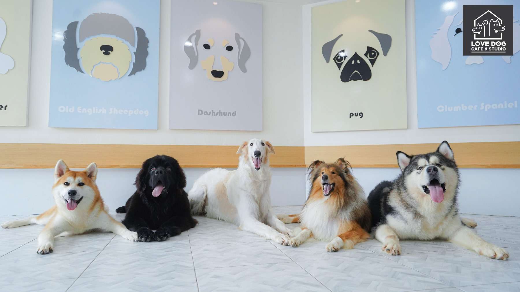 11 Adorable Dog Cafe in Singapore