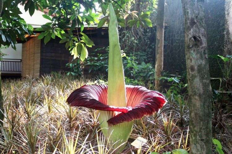 Rafflesia Arnoldi Dan Tumbuhan Inang