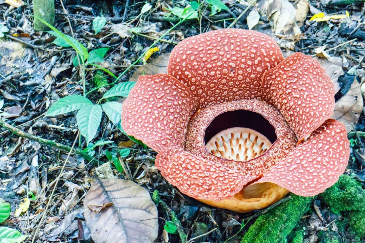 7 Bunga Langka di Indonesia yang Mempesona