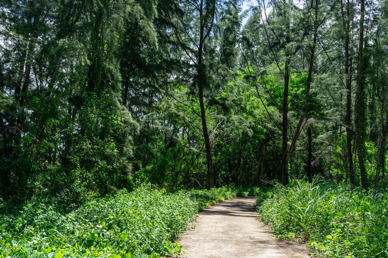 14 Best Cycling Route in Singapore with Scenic View