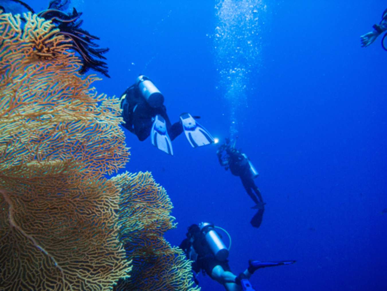 Mengenal Tipe Diving dan Perbedaannya