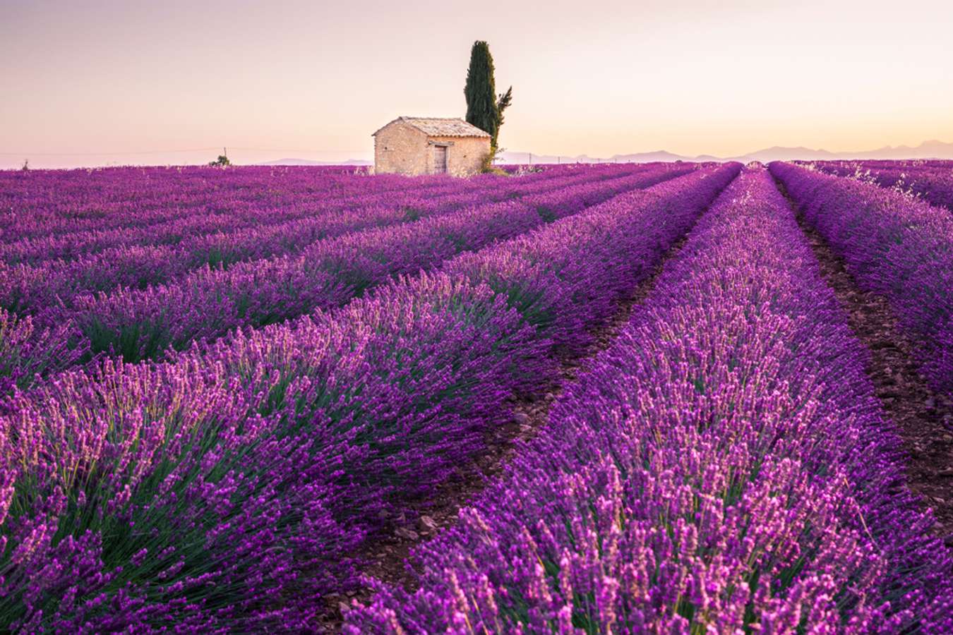 Mengenal Ragam Bunga Nasional Berbagai Negara