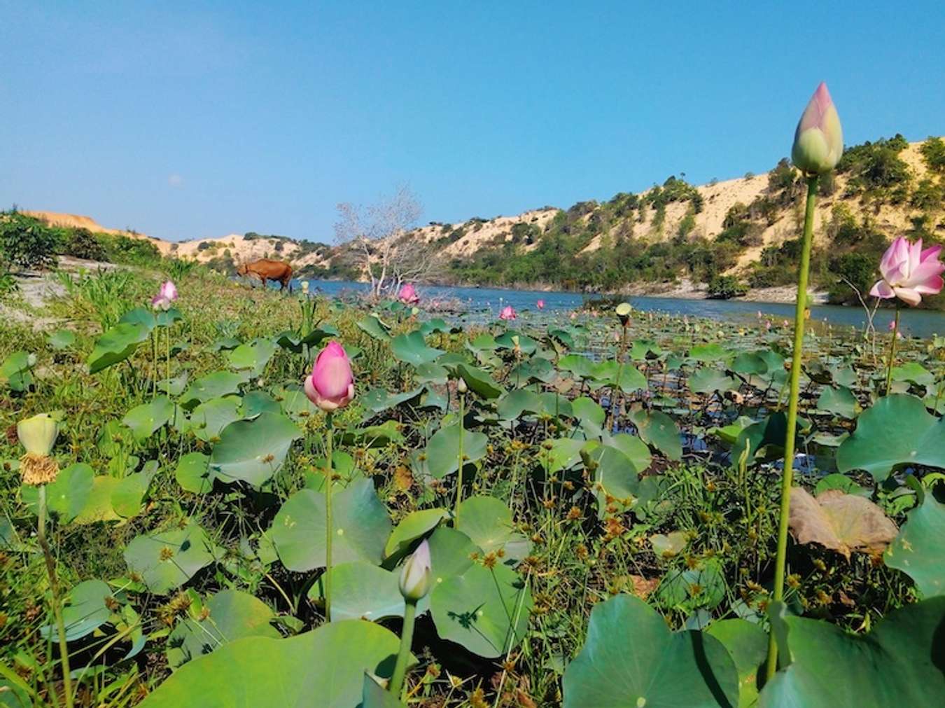 Bàu Sen - Nơi bình yên tìm thấy