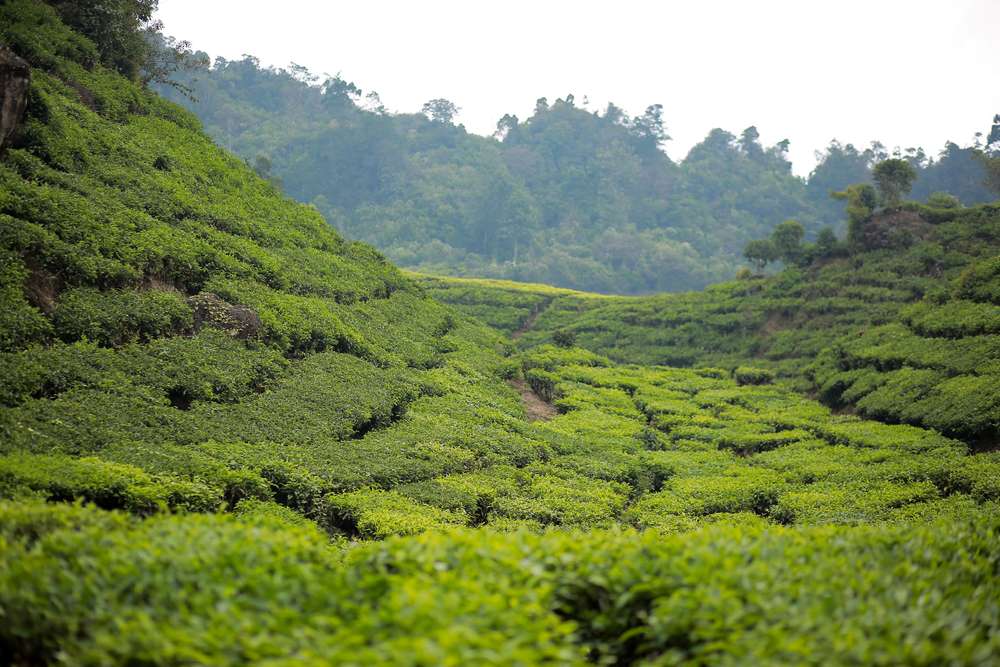 8 Resort dengan View Kebun Teh di Subang