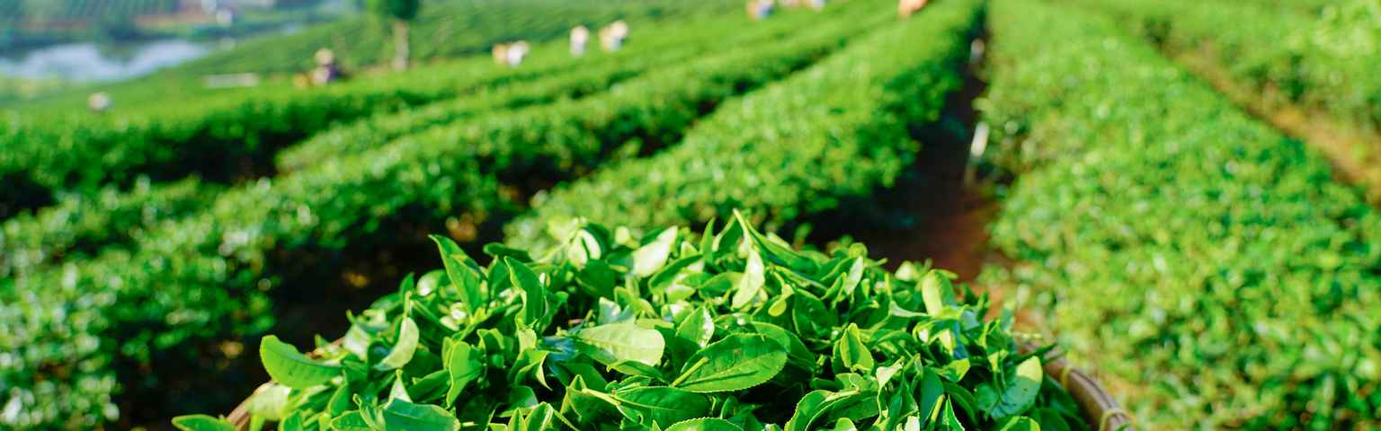 10 Đặc sản Bảo Lộc trứ danh, hấp dẫn mọi du khách