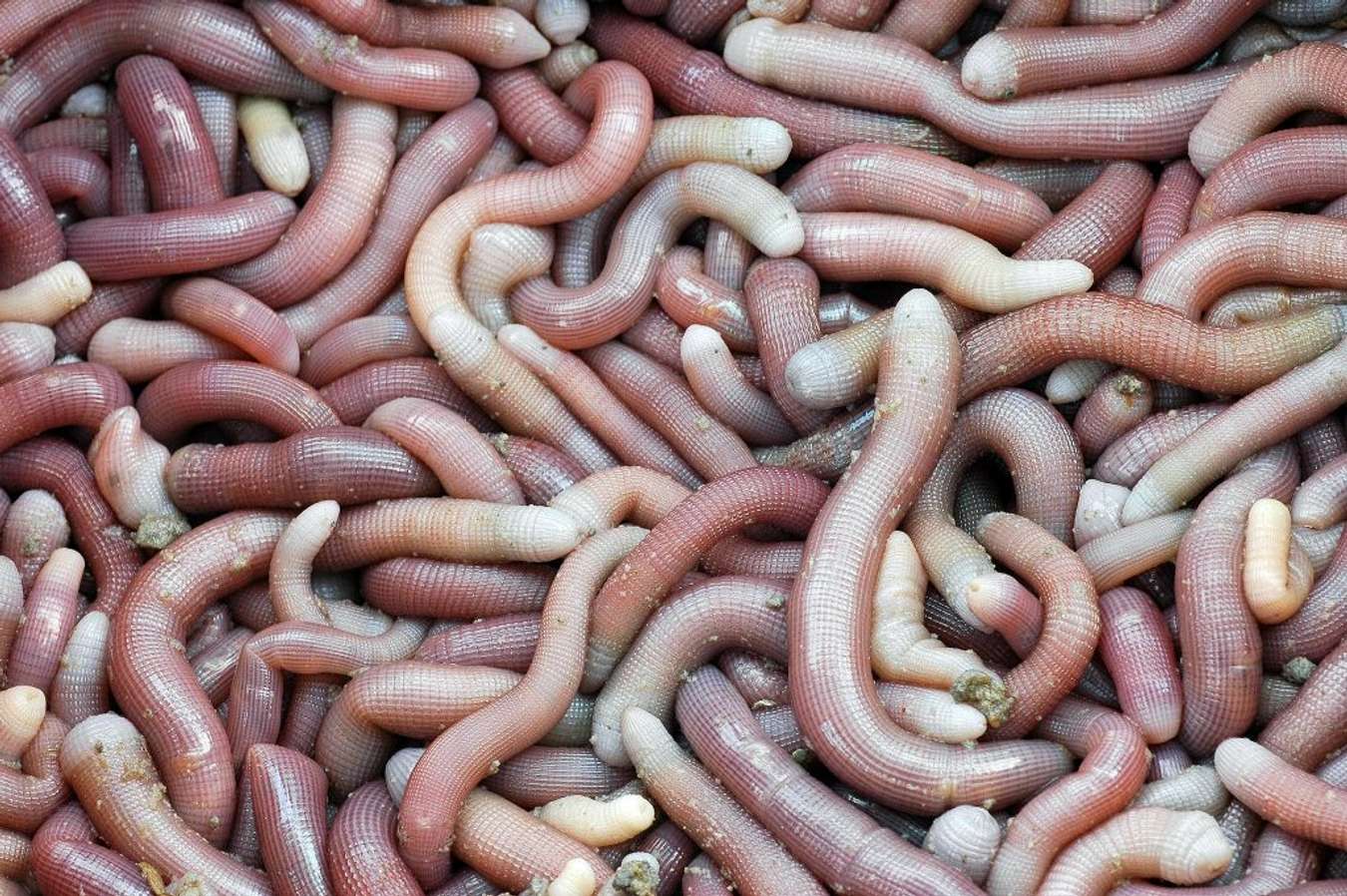 Cẩm nang du lịch đảo Cô Tô Quảng Ninh chi tiết 2022