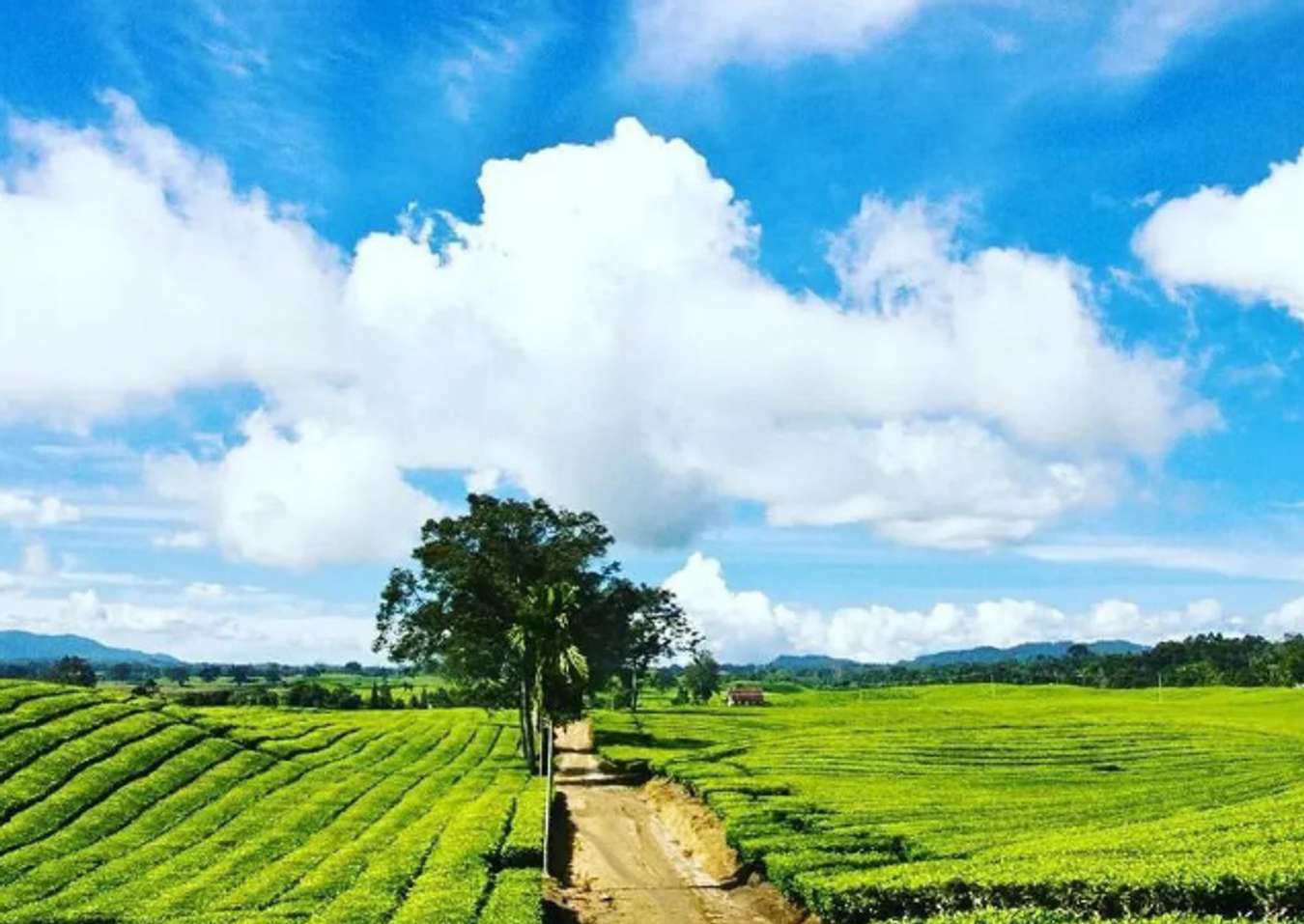 11 Tempat Wisata Kebun Teh di Indonesia Terpopuler dan Terindah