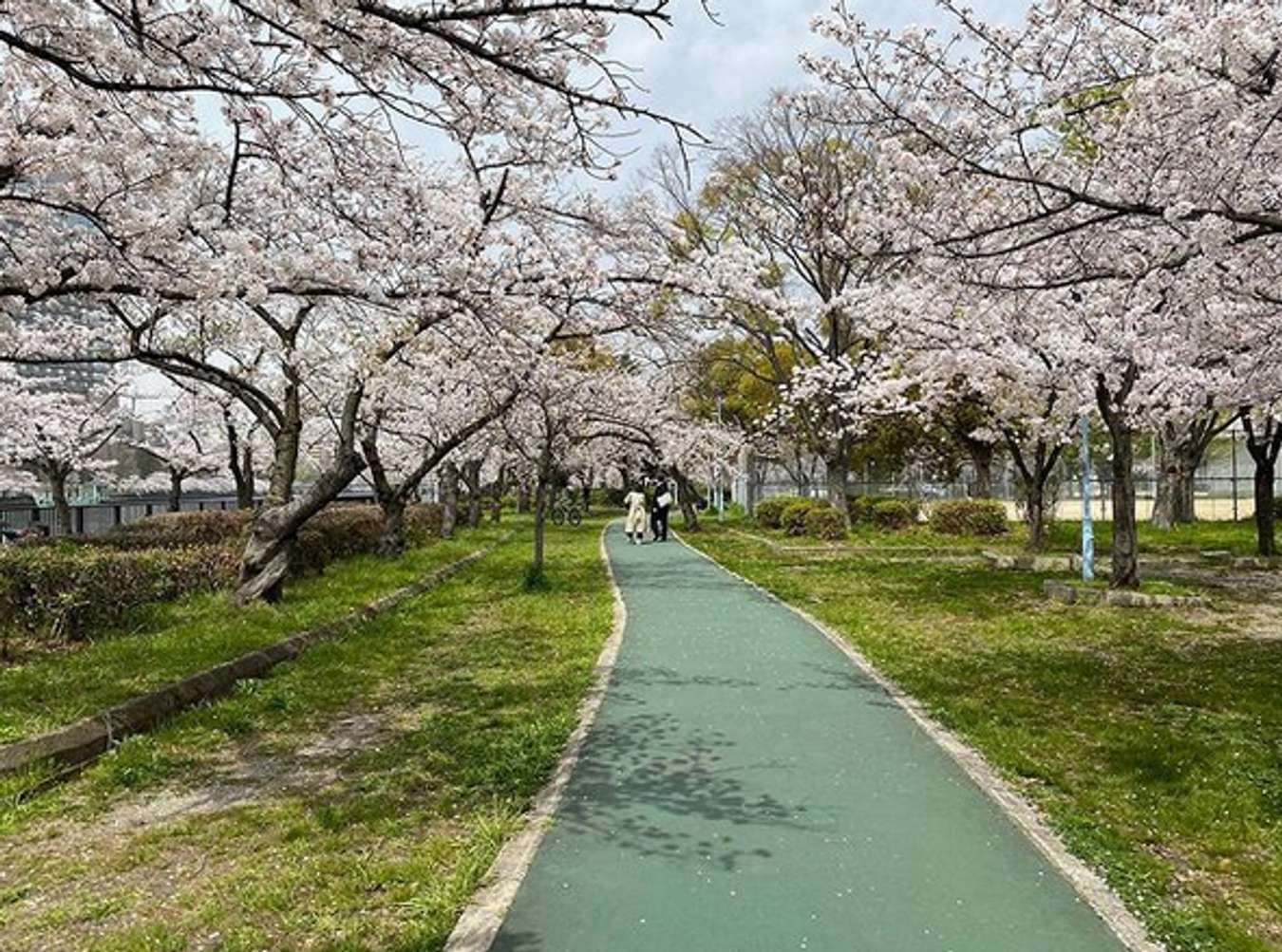 10 Tempat Terbaik Melihat Bunga Sakura di Jepang, Banyak yang Gratis!