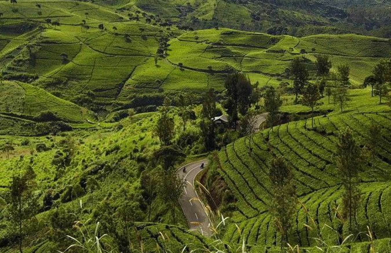 11 Tempat Wisata Kebun Teh di Indonesia Terpopuler dan Terindah