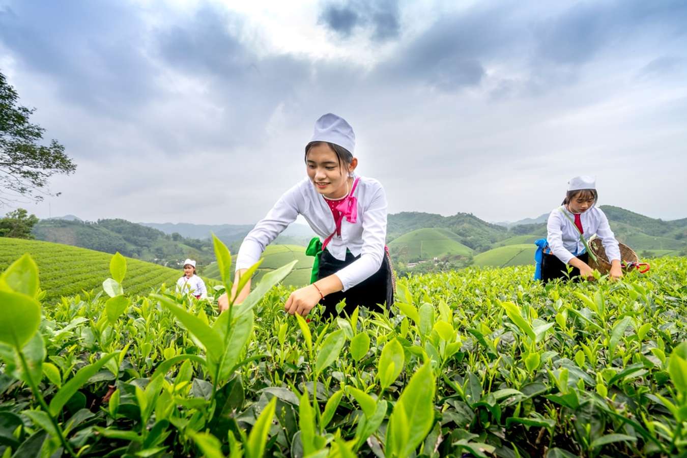 Đồi chè Long Cốc - Thiên đường du lịch mới ở Phú Thọ