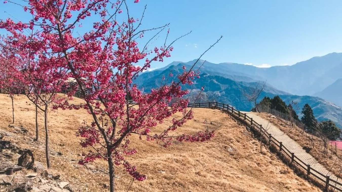 Kinh nghiệm du lịch Cingjing Farm - Nông trại hot nhất Đài Loan