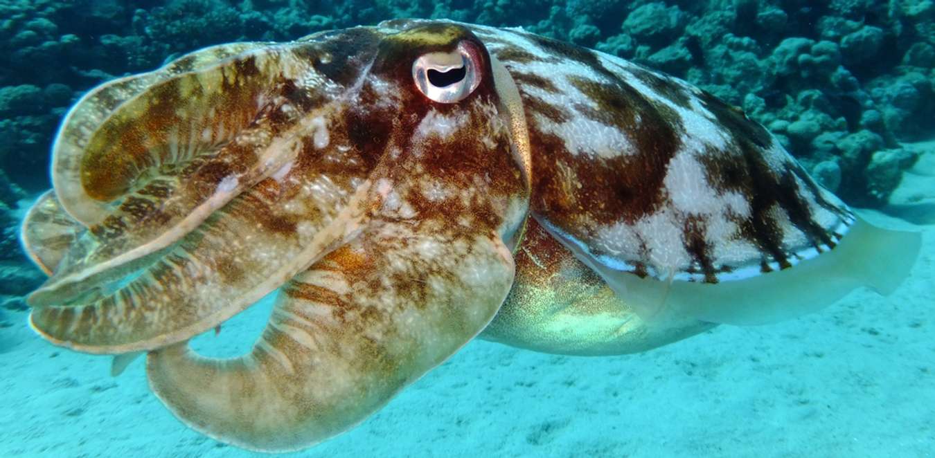 7 Hewan Terbesar di Dunia yang Masih Ada Hingga Saat Ini