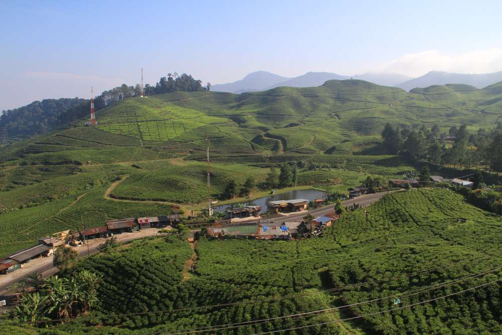 A Complete Travel Guide To Puncak, Indonesia 2024: Location & Best ...