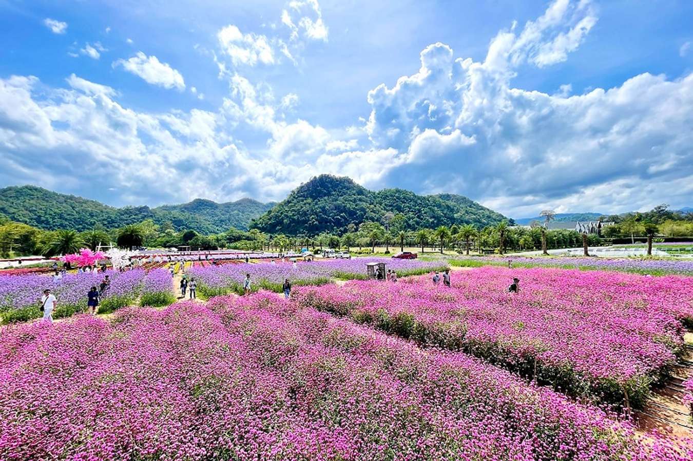 Khám Phá Khao Yai Xinh đẹp Little Italy” Của Thái Lan