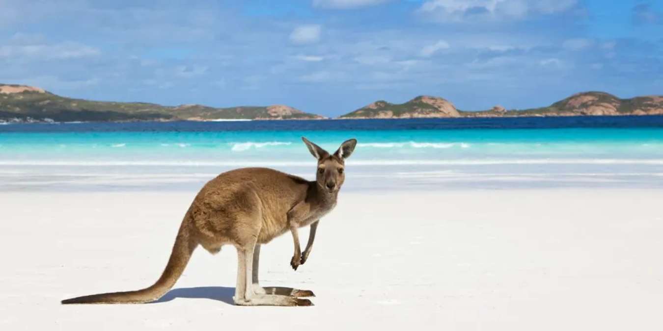 Kinh nghiệm du lịch đảo Kangaroo - Hòn đảo lớn thứ 3 Australia